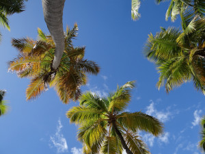 St. Thomas, USA Virgin Islands - Tips for Travellers Podcast 177 - Tips ...